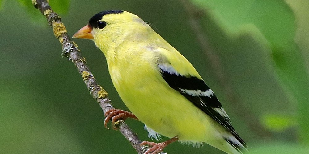 American Goldfinch | Brier Wildlife Habitat Project